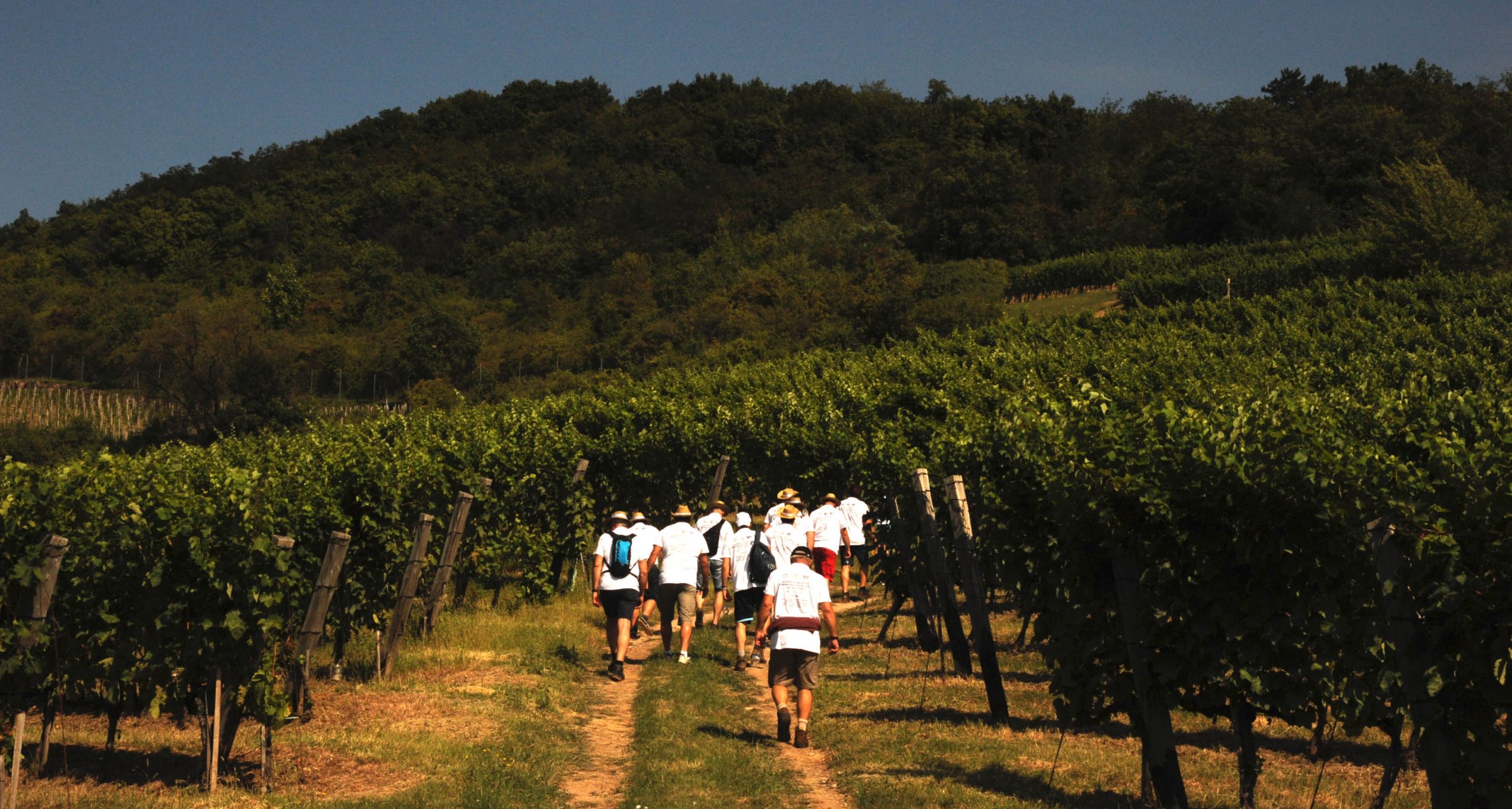 B_8245 – Bor és Piac