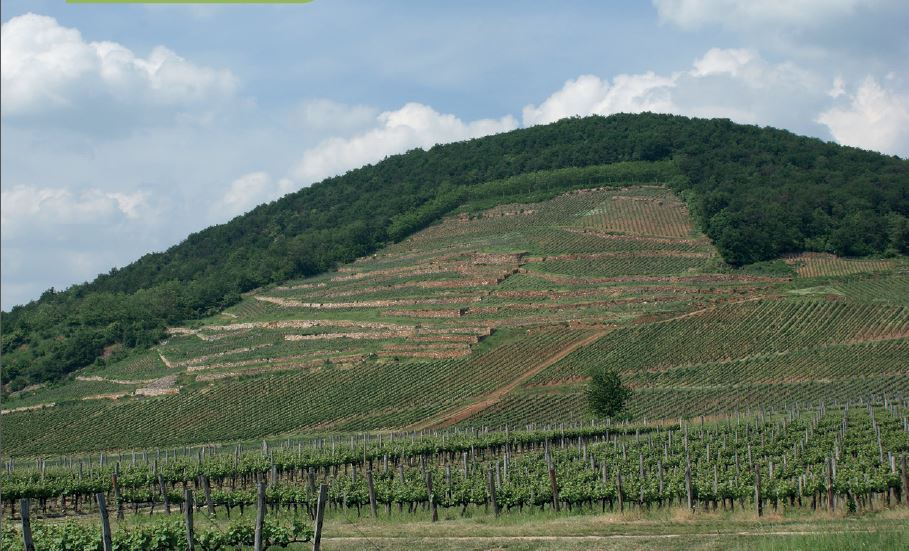 0du – Bor és Piac