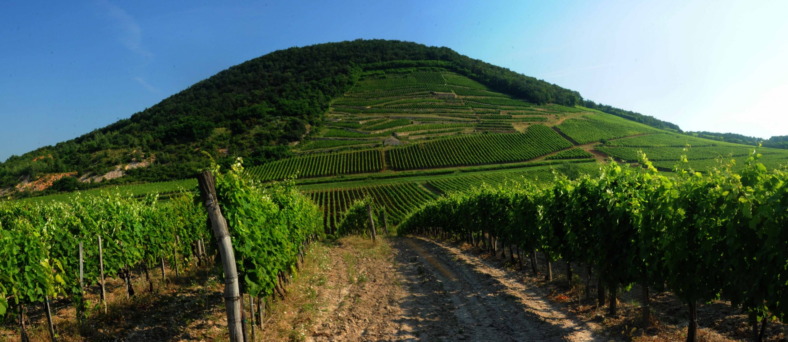 Tokaj kincse: A Király – hegy - Bor és Piac