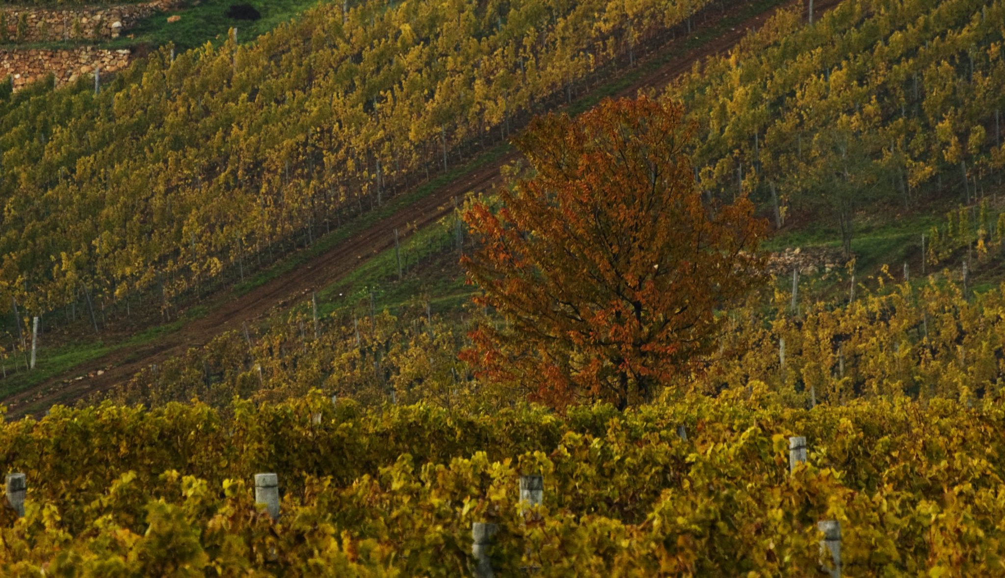 Tokaj kincse: A Király – hegy – Bor és Piac