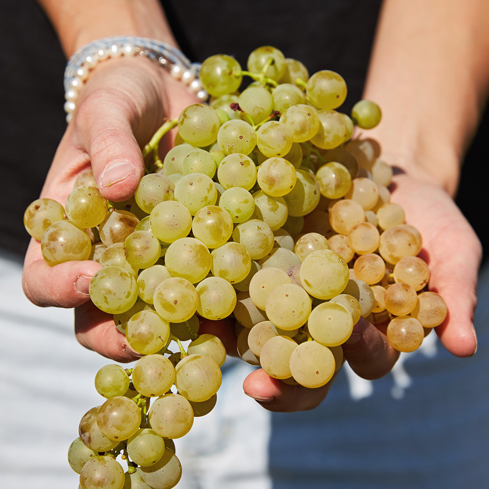 Natúr buborékok Tokajból - Bor és Piac